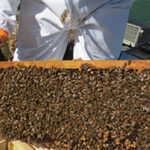 Regina and District Bee Club – RDBC – Regina and District Bee Club ...